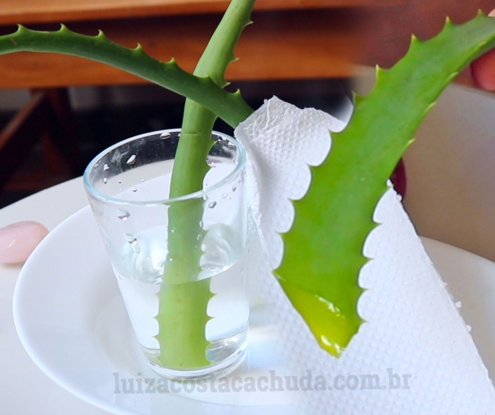 Como tirar a Aloína (toxina) da Babosa? Aprenda 01 truque simples ...